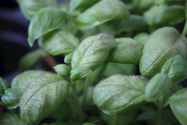 UV Robot : Basil | Interreg NWE